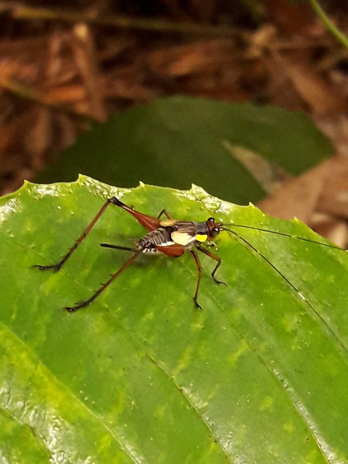 Borneodaya: Bugs of Borneo