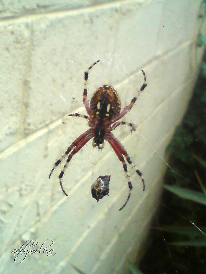 Cachivaches: Tintero de lo incierto: De arañitas y arañotas (fotografía)