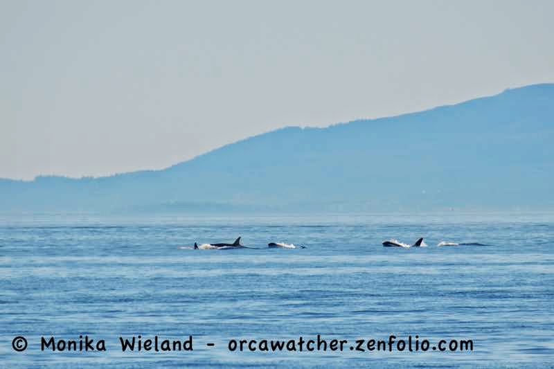 Orca Watcher: Yellow Island ~ 2014