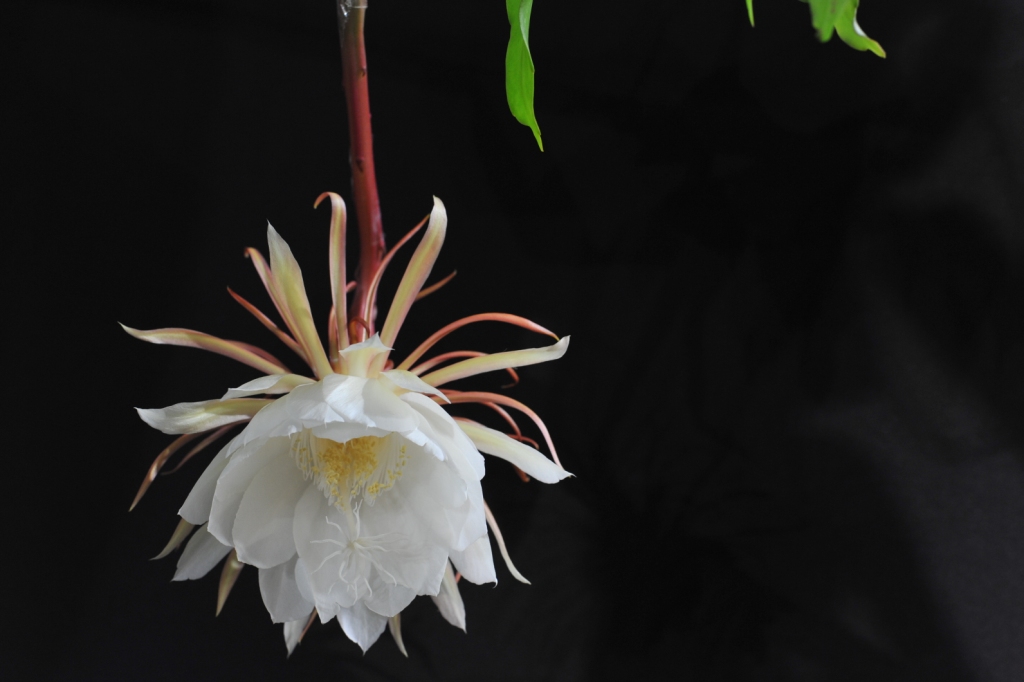 My little vegetable garden: Bunga Bakawali Epiphyllum oxypetalum