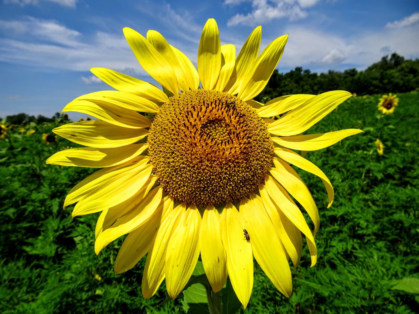 Love, Joy and Peas: Sunflowers and Bees at McKee Beshers Wildlife ...