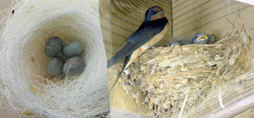 Cara Budidaya Burung walet Yang Menguntungkan Terlengkap | DUNIA,SATWA,PIAK