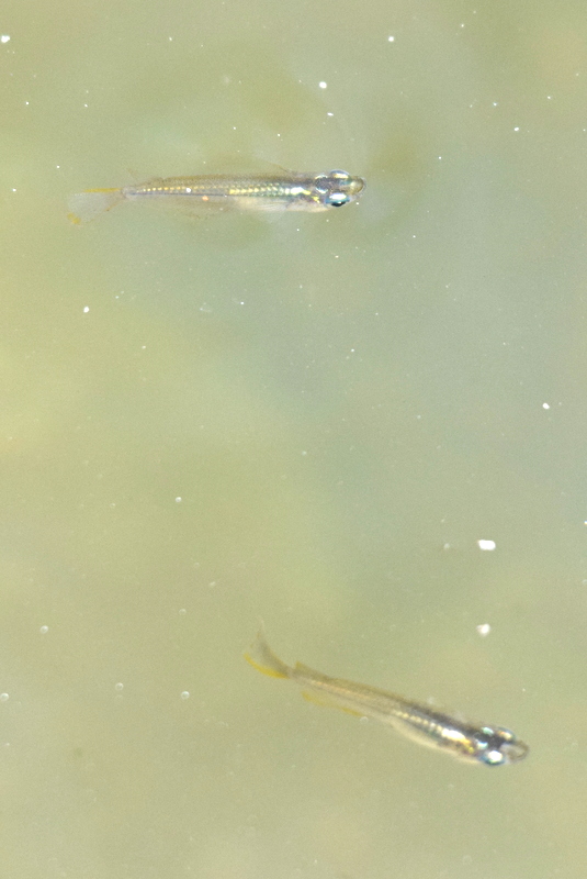 Singapore Wild Animals: Ricefish, halfbeaks, needlefishes