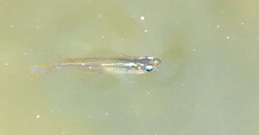 Singapore Wild Animals: Ricefish, halfbeaks, needlefishes