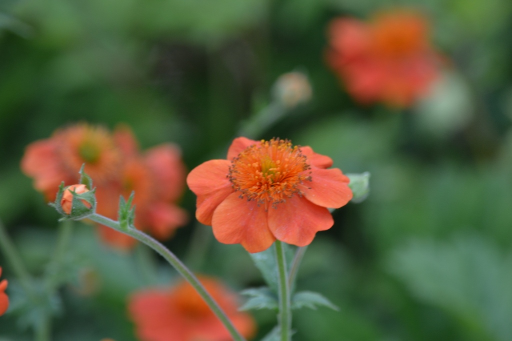 Den gamle skolen: Flowers in my garden just now