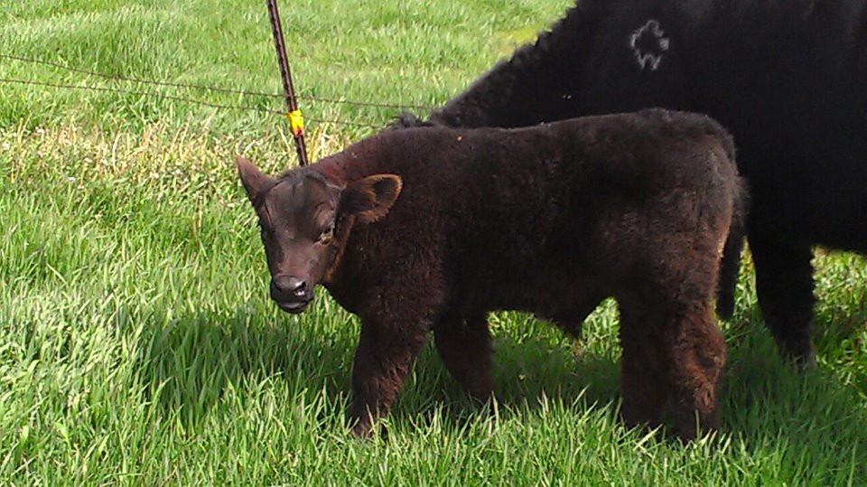Lautner Farms: Heat Wave Bull Calf - Jason McCartan