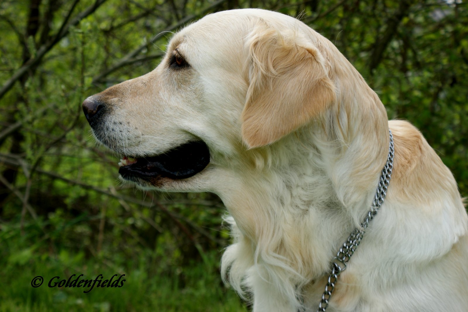Golden Retriever Welpen Familienzucht - Goldwelpen: Golden Retriever ...