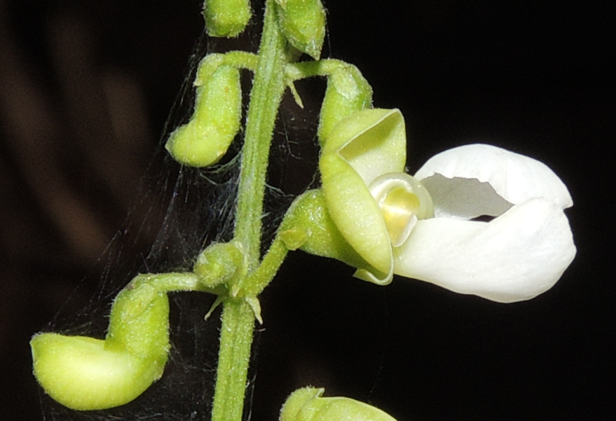 Fabaceae - Leguminosae no Brasil: Phaseolus