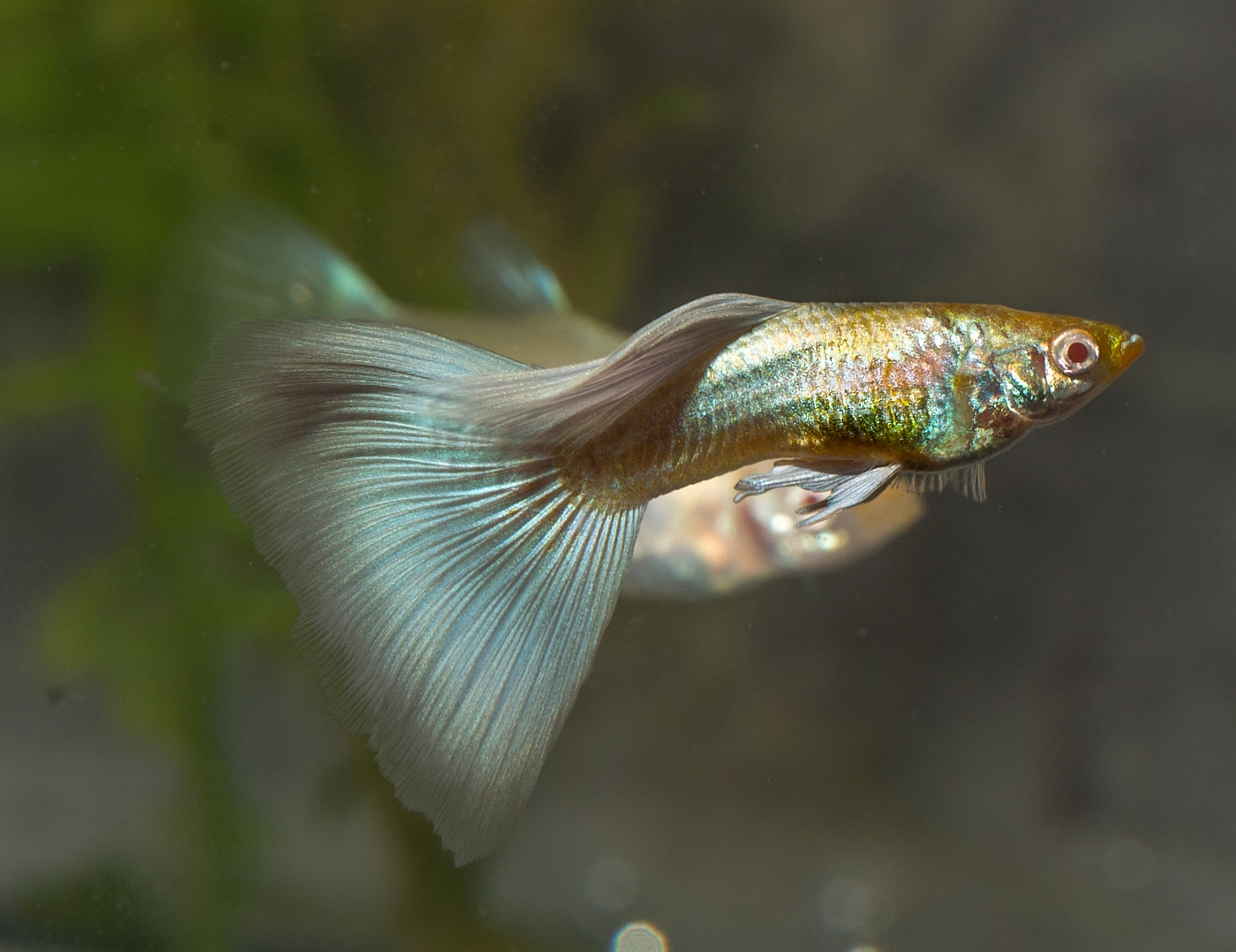 Guppy international competition for pairs Etrechy – France - Ralfs ...