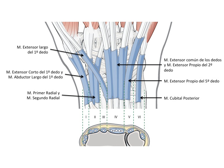FCM-UNAH Anatomía Macroscópica: Vainas Sinoviales de los Extensores