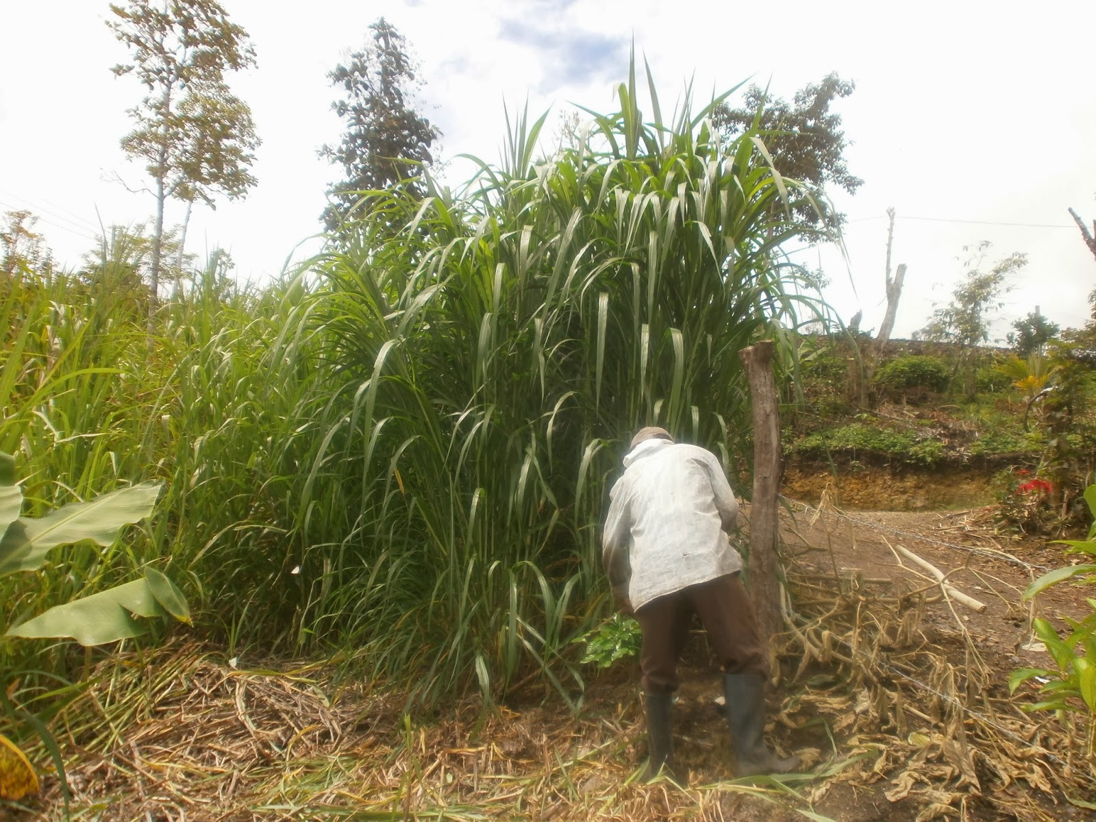 caracteristicas deseables de un pasto de corte en Colombia: enero 2014