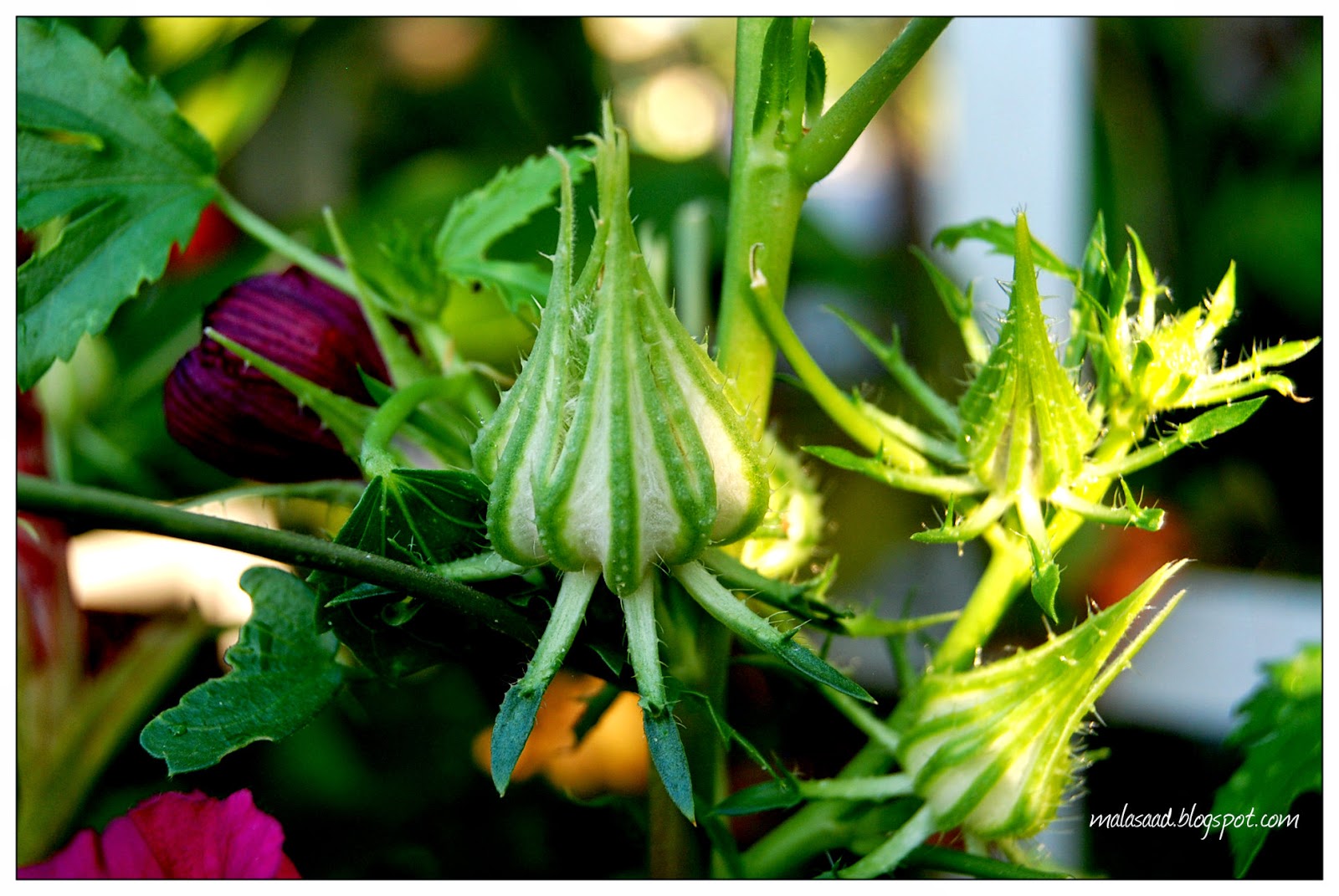 My Green Eye's: Hibiscus Cannabinus - Kenaf