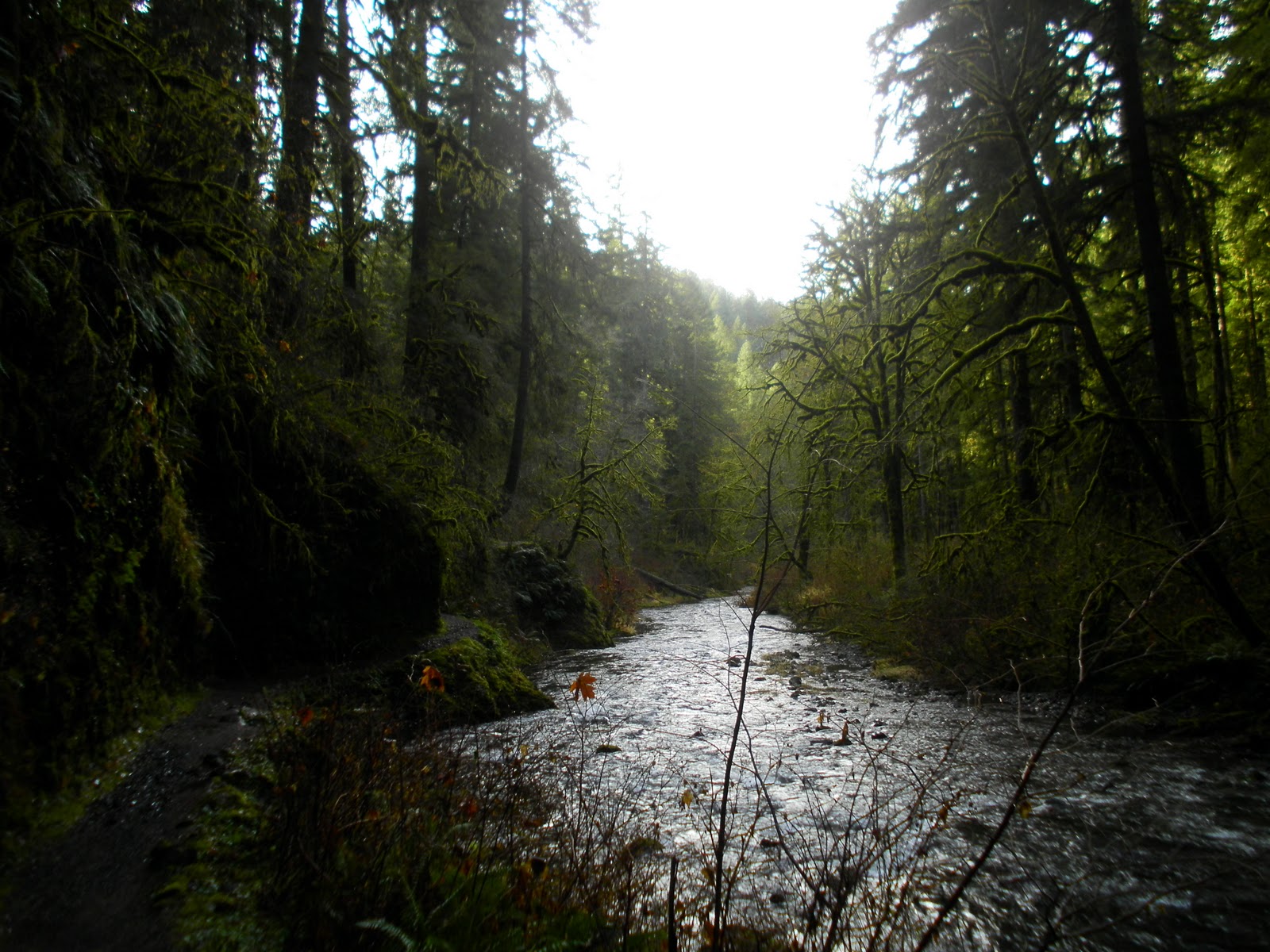 Black Watch Sasquatch: Silver Falls State Park - Silverton, Oregon