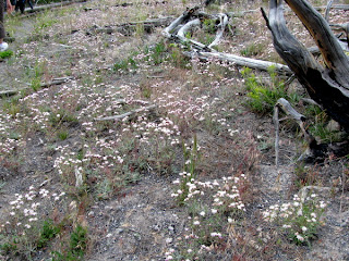 Yellowstone National Park - 2012: Hike to Tomato Soup Hot Spring