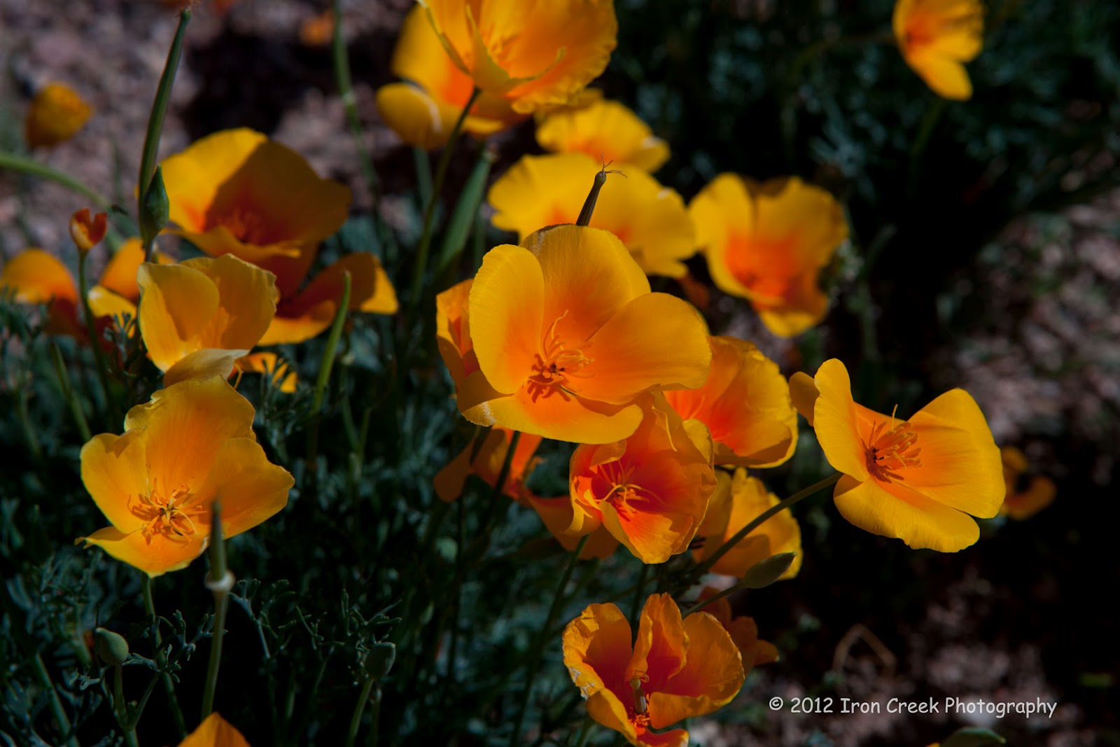 Iron Creek Photography®: Arizona Poppies