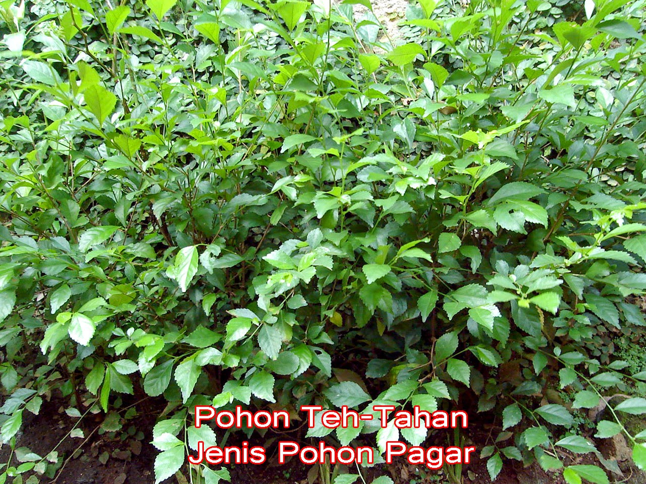 Pohon tehtehan | bibit teh-tehan | Jual tanaman pagar | jenis tanaman ...