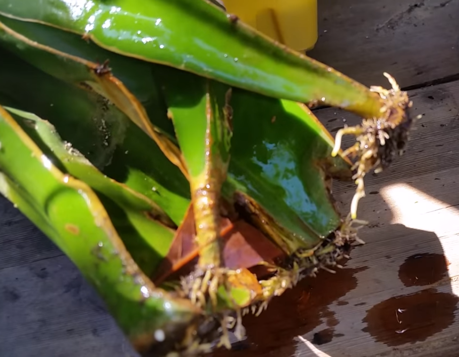 Classification and Morphology of Dragon Fruit Plants - FRUITS