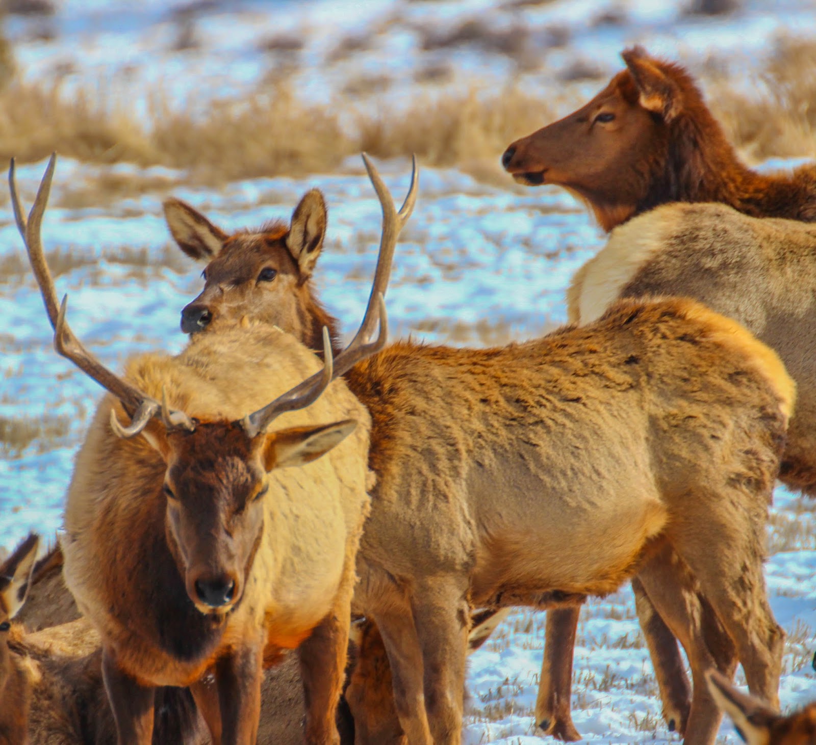 Cannundrums: Hardware Ranch Elk - Utah