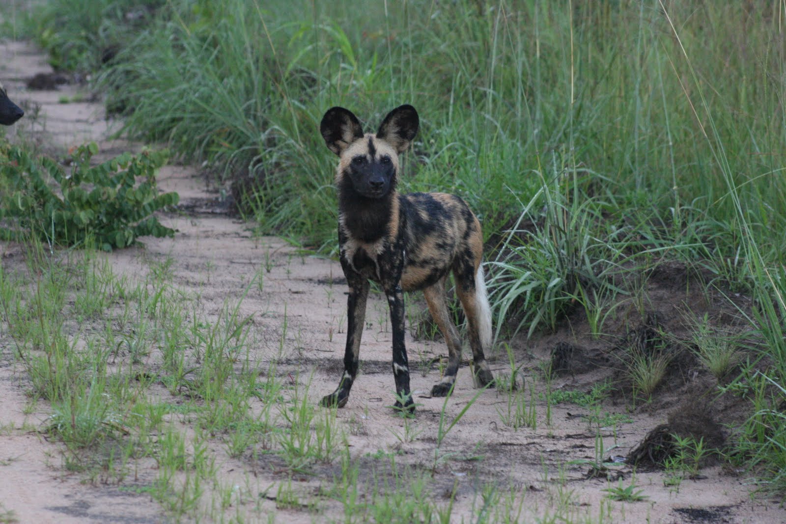 Carnivore Conservation Malawi: PAINTED DOG PICTURES FROM KASUNGU, MALAWI