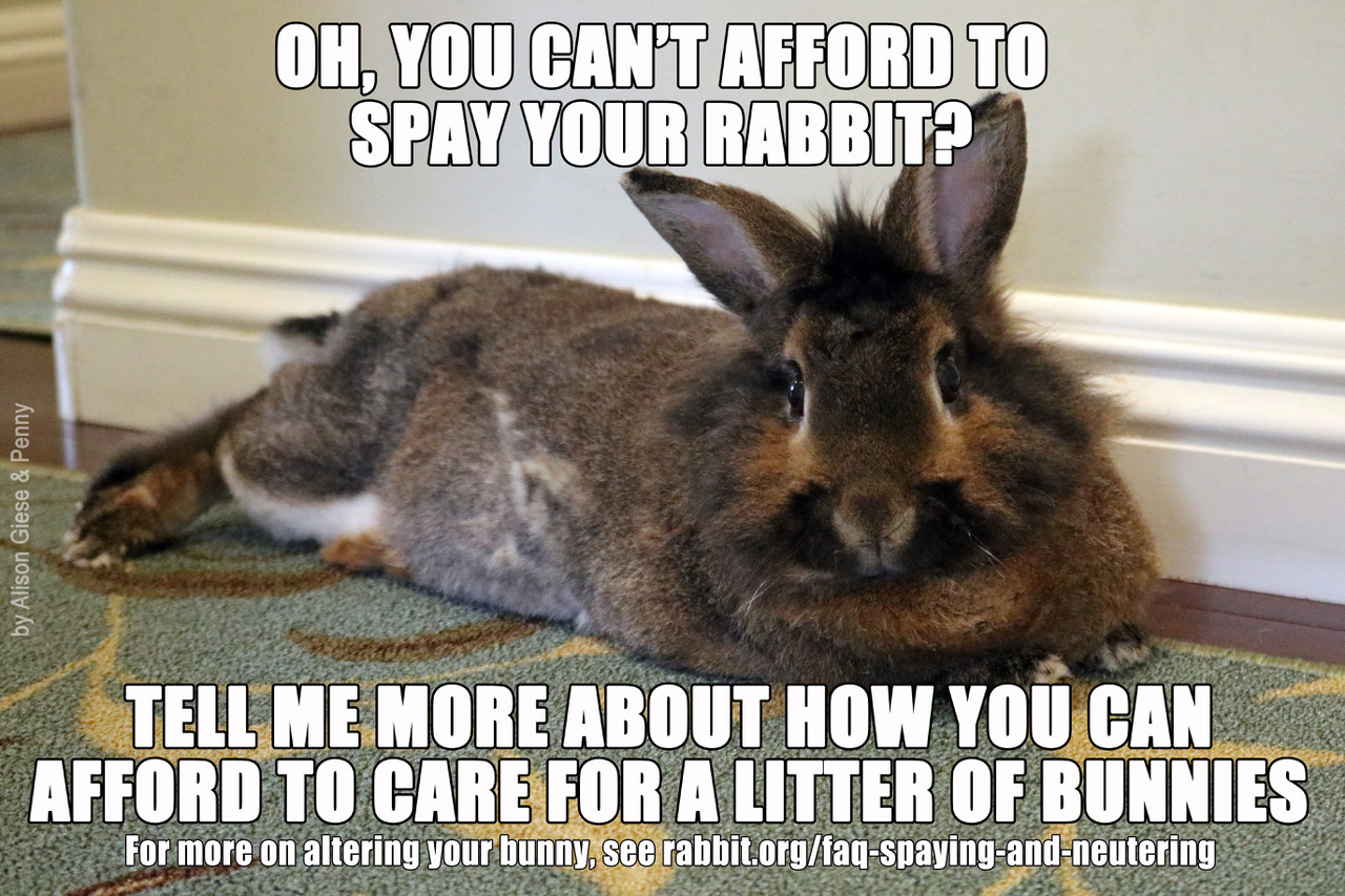 Rabbit Ramblings: Bunny advocacy memes