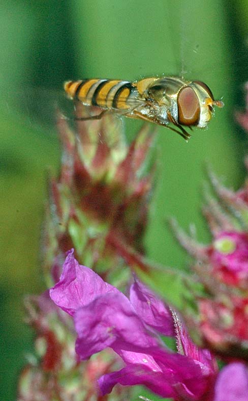 CABINET OF CURIOSITIES: Hoverfly