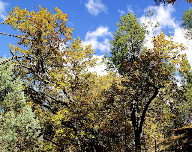 Simplicity Itself Photography: Fall Photography In Prescott