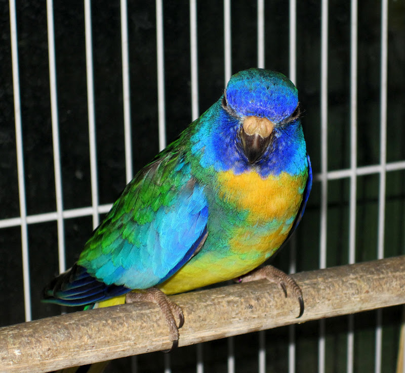 Happy Bird Place Finch and Grasskeet Blog: A Profile of Scarlet Chested ...