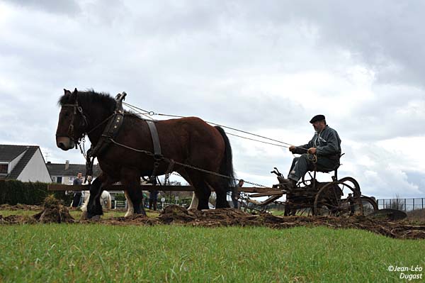 Percheron International: Le Labour Est Dans Le Pré