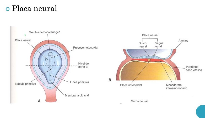 ¡Histoembriologia!: Sistema Nervioso
