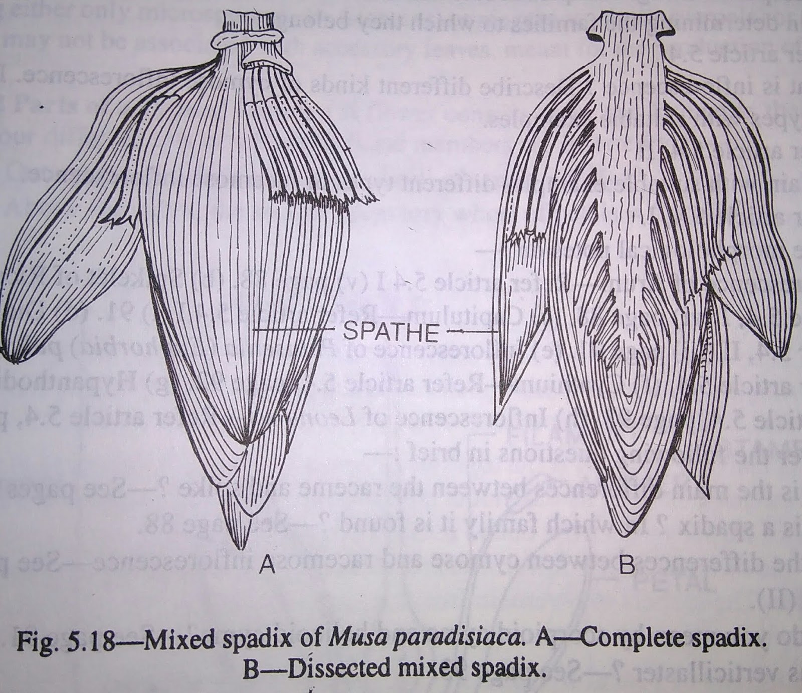 MIXED INFLORESCENCE AND ITS TYPES- DIGIEDUCO