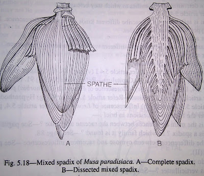MIXED INFLORESCENCE AND ITS TYPES- DIGIEDUCO