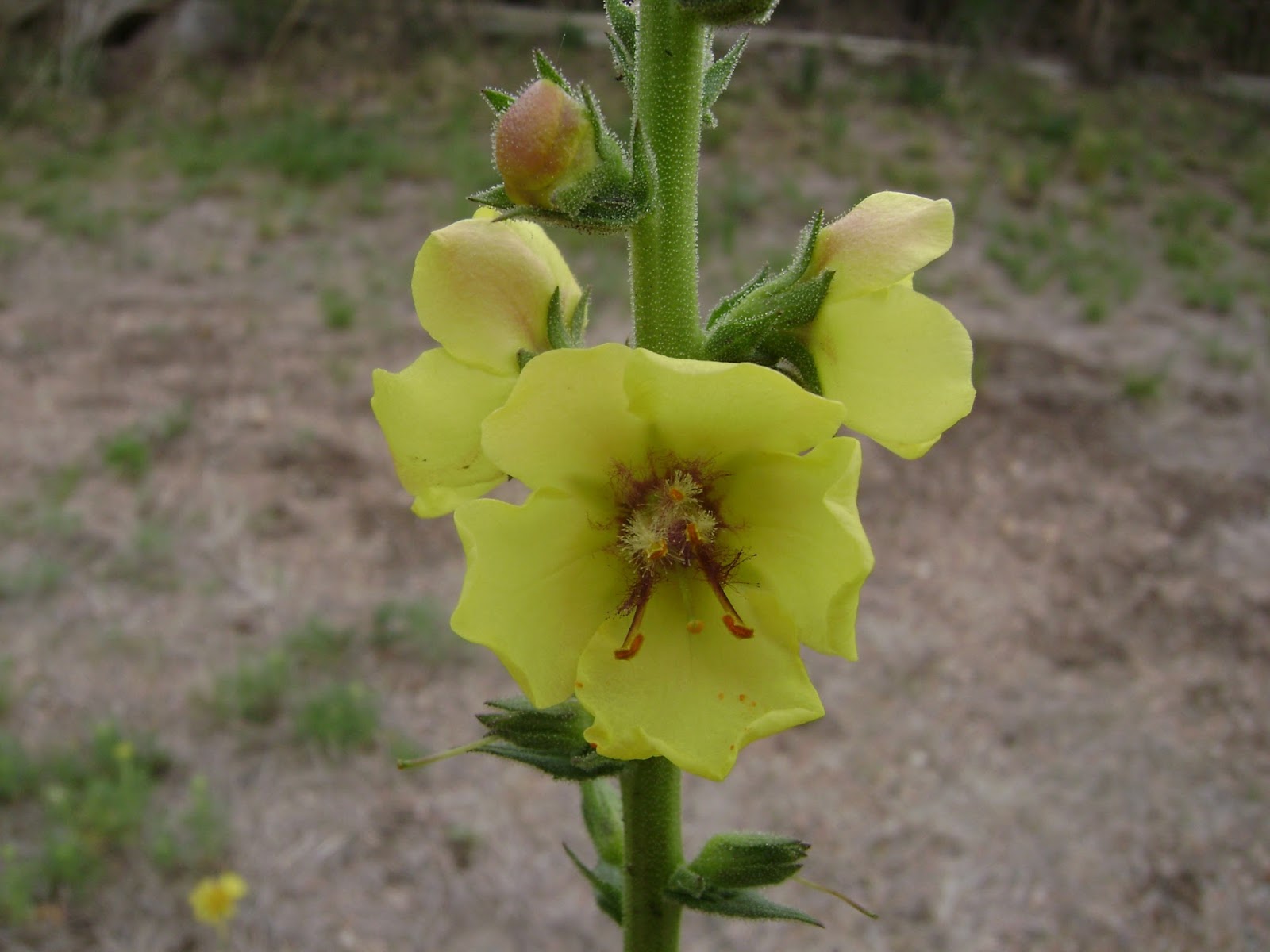 Portal del Aguador : ACEITE DE GORDOLOBO, UN BÁSICO PARA EL BOTIQUÍN ...