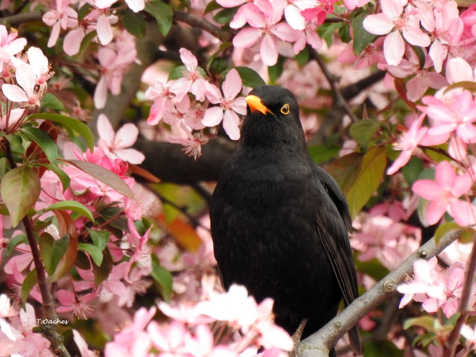 PASARI DIN ROMANIA: MIERLA (1), Turdus merula