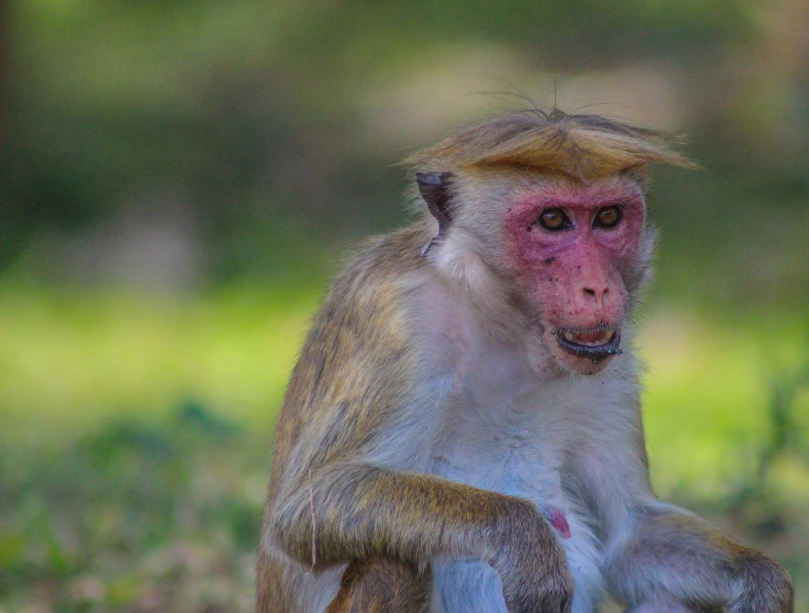 Cannundrums: Common Toque Macaque