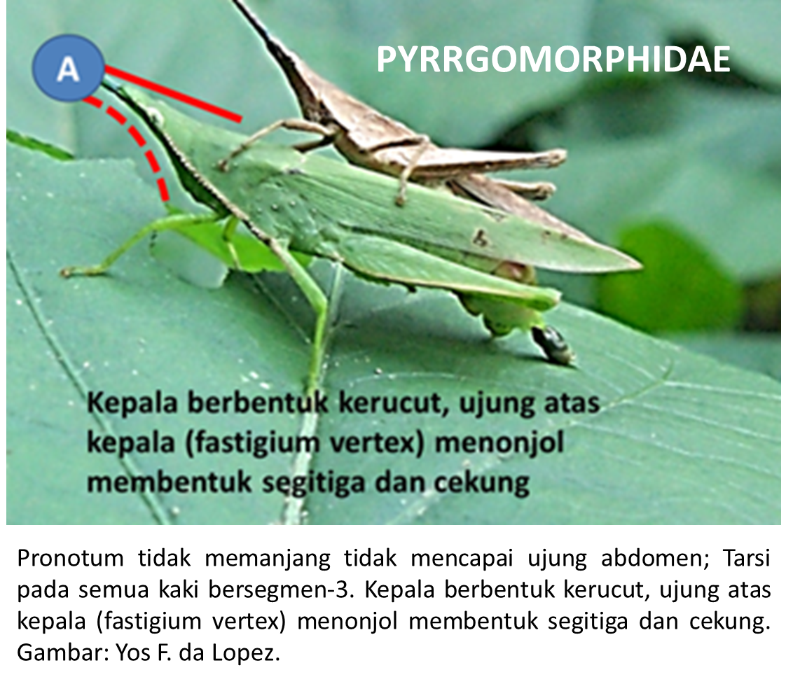 SERANGGA DAN PERLINDUNGAN TANAMAN: KARAKTERISTIK BEBERAPA FAMILI DALAM ...