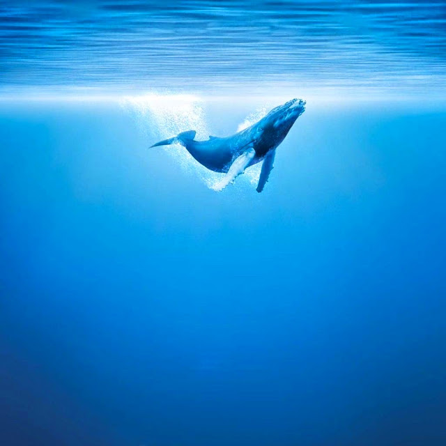 Blue Whale - HD Wallpapers | Earth Blog