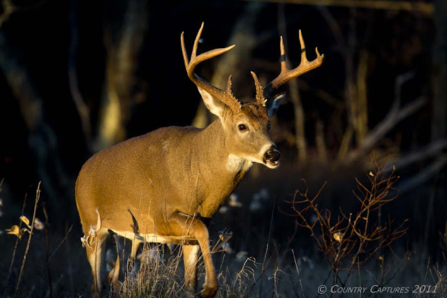 Country Captures: Appreciating Whitetail Beauty