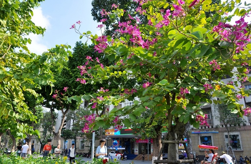 Ban flowers blossom on Hanoi streets