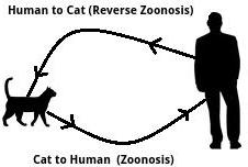 Avian Flu Diary: October 2018