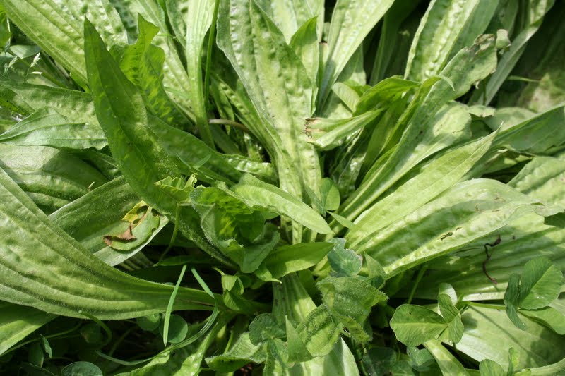 Mama Gone Green: Learn an Herb: Plantain