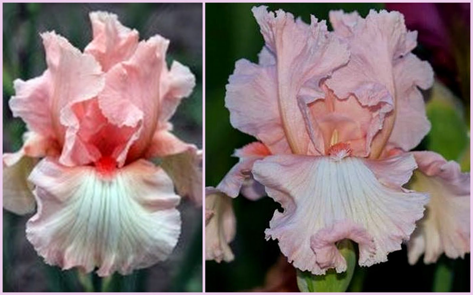 TALL BEARDED IRIS 2013 PLANTS - Sowing the Seeds