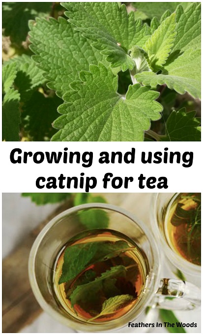 Growing and using catnip for tea (for you, not the cats!) - Feathers in ...