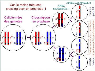 Le brassage intra chromosomique et inter chromosomique | Bio faculté
