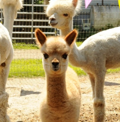 » À découvrir: des alpagas à Mascouche