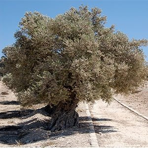 The beauty...The colour...The treasure..: GHARQAD pokok Yahudi