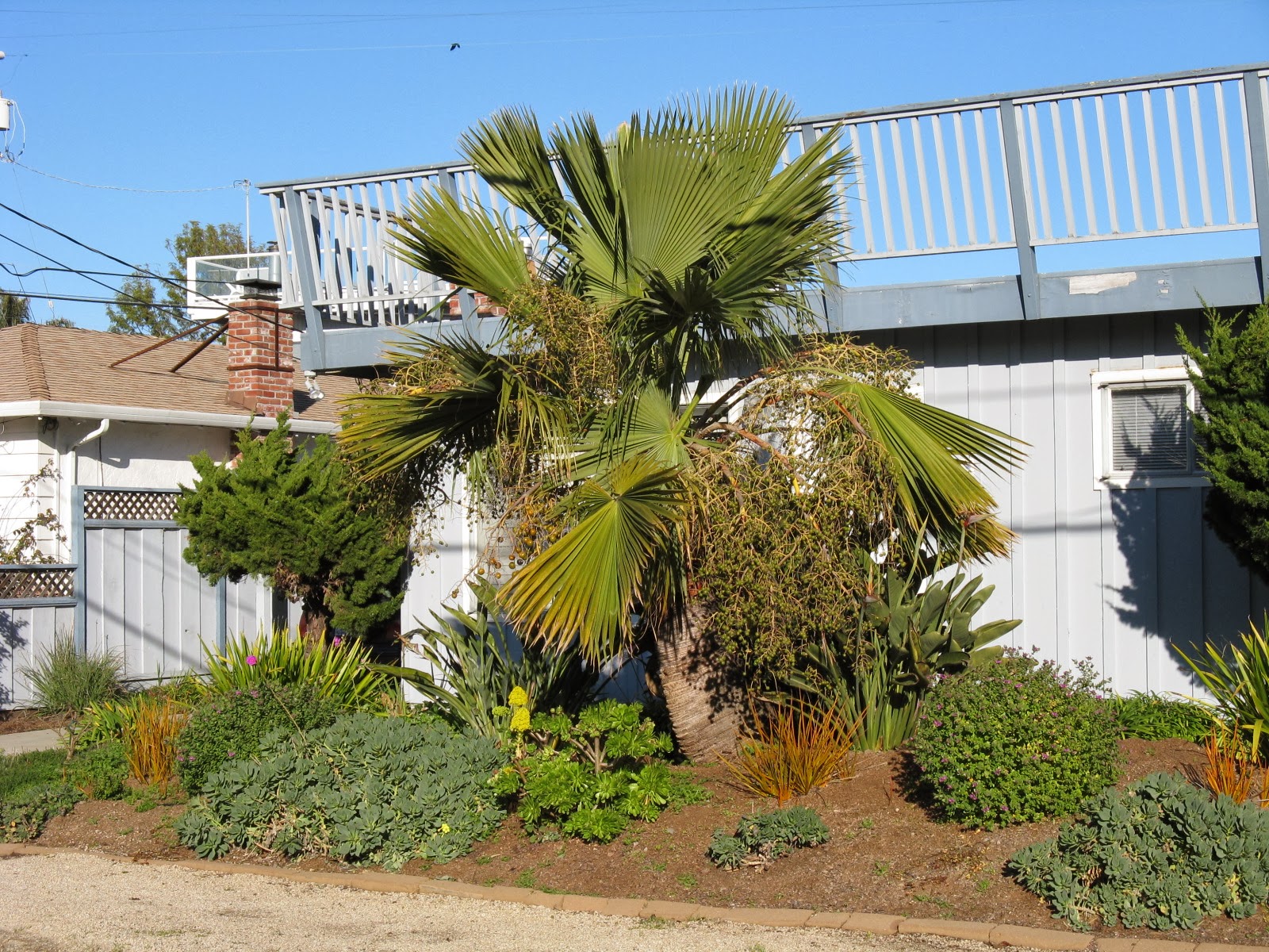 Trees of Santa Cruz County: Brahea edulis - Guadalupe Fan Palm