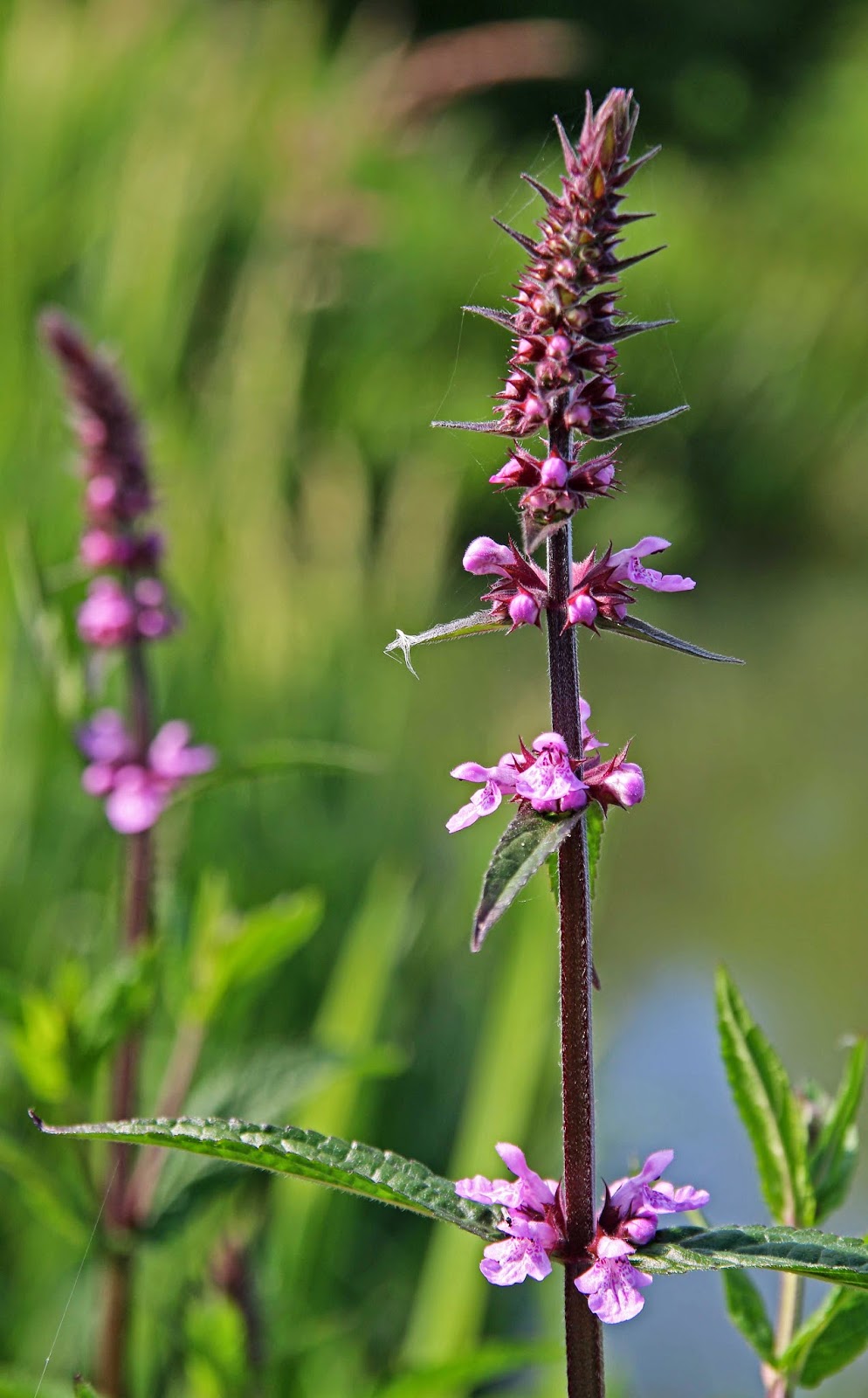 Nature in the Heart of England: June 2014
