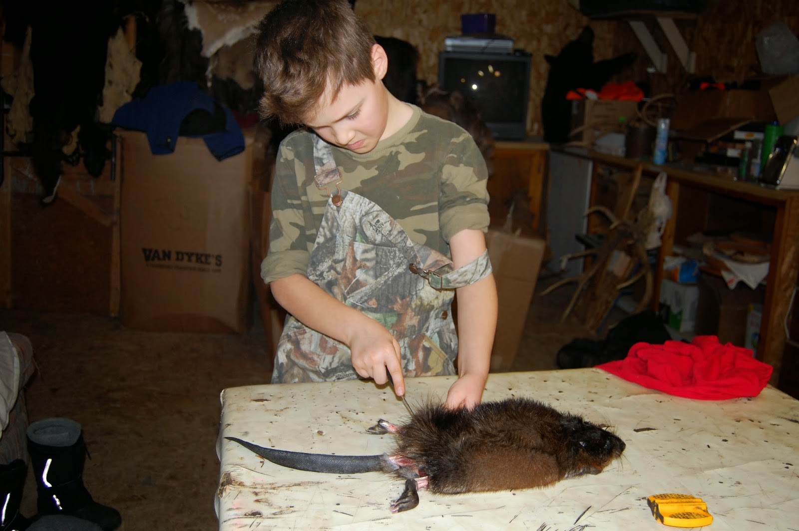 Carmel Hillbillies: Muskrat Trapping in Maine ~An Outdoors, Maine Post!