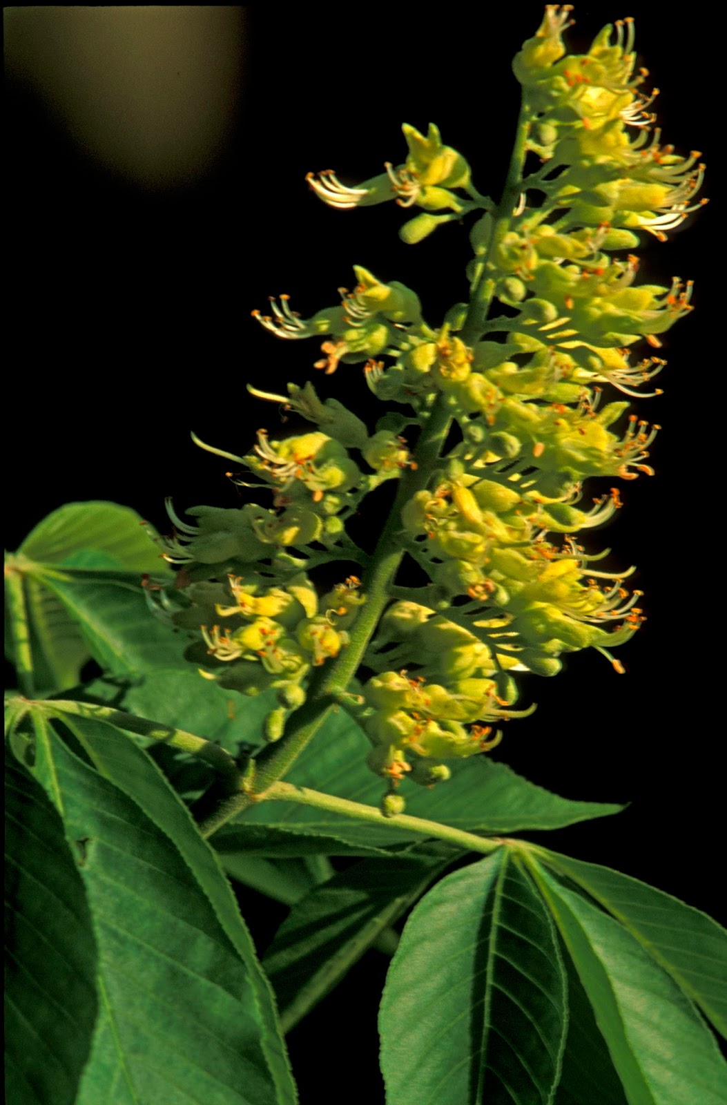 Kentucky Native Plant and Wildlife: Plant of the Week: Ohio Buckeye ...