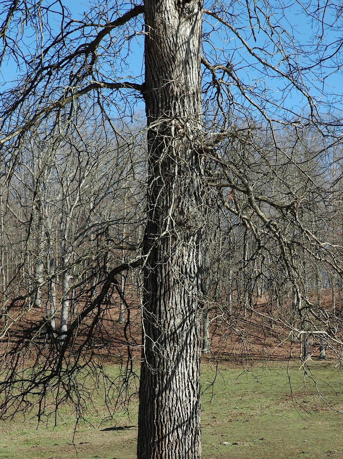 Field Biology in Southeastern Ohio: Oaks of Ohio